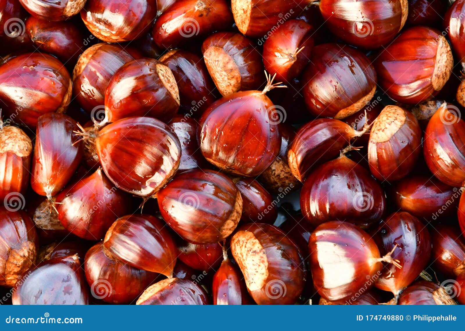 Close up of chestnut stock photo. Image of healthy, fruit - 174749880