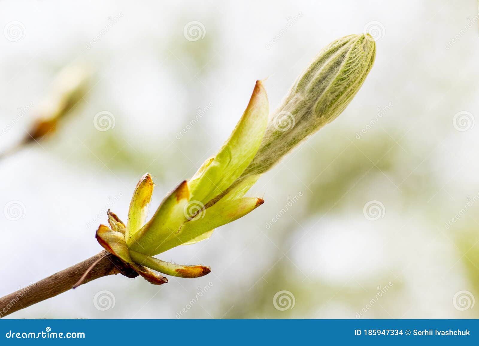 Close-up of a Chestnut Tree Branch with Bud. Stock Photo - Image of ...