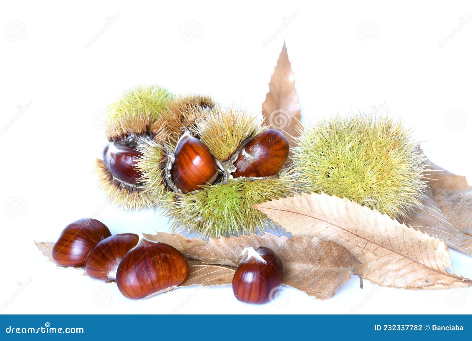 Close Up of Chestnuts Inside Hedgehog with Leaves on White Background ...
