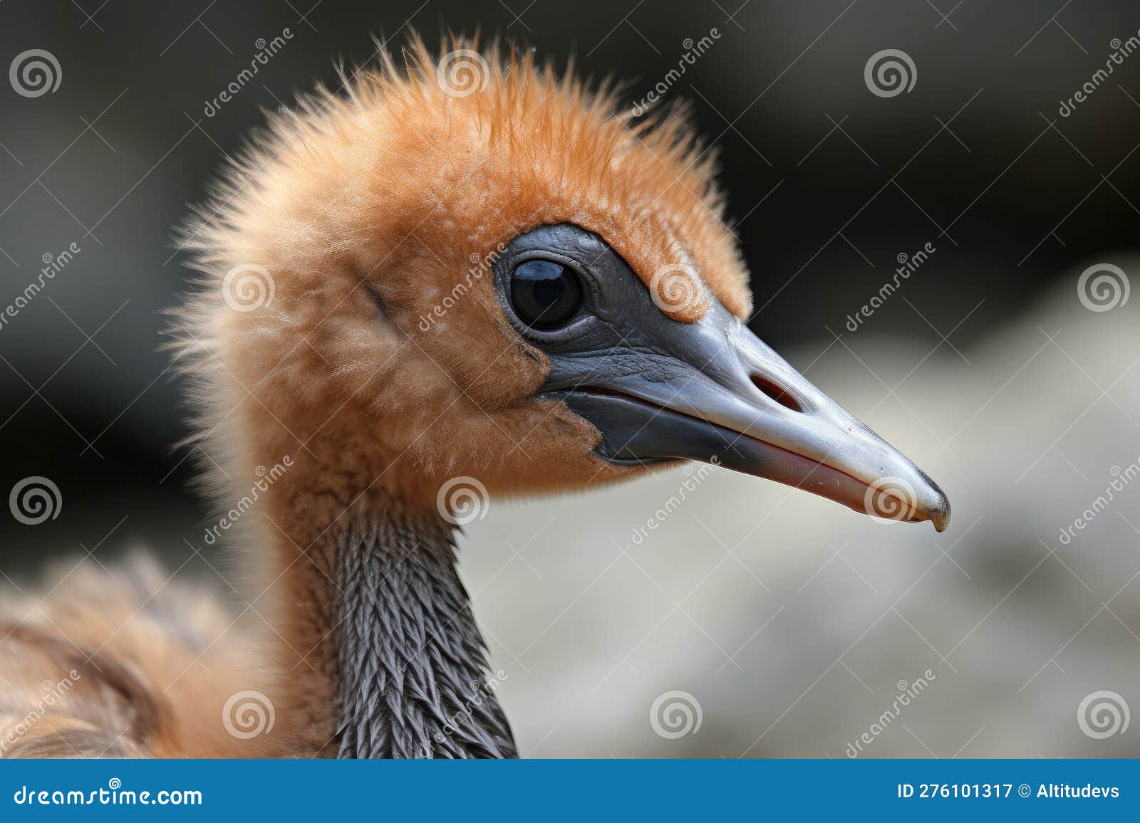 Close-up of Chick S Delicate Features, with Its Beak and Claws in Full ...