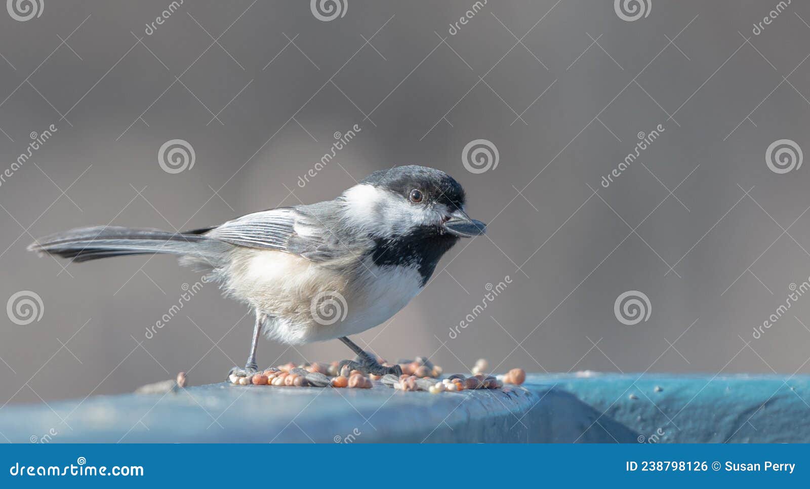 Chickadee Eating Bird Seed on a Blue Ledge in the Park Stock Photo ...