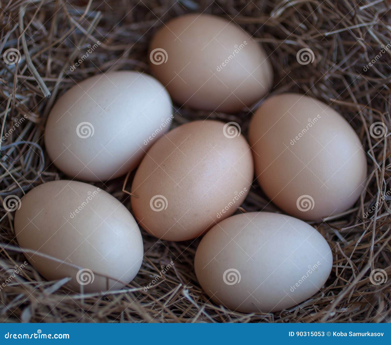 Close Up of Chicken Eggs Laying in Bird Nest Stock Image - Image of ...
