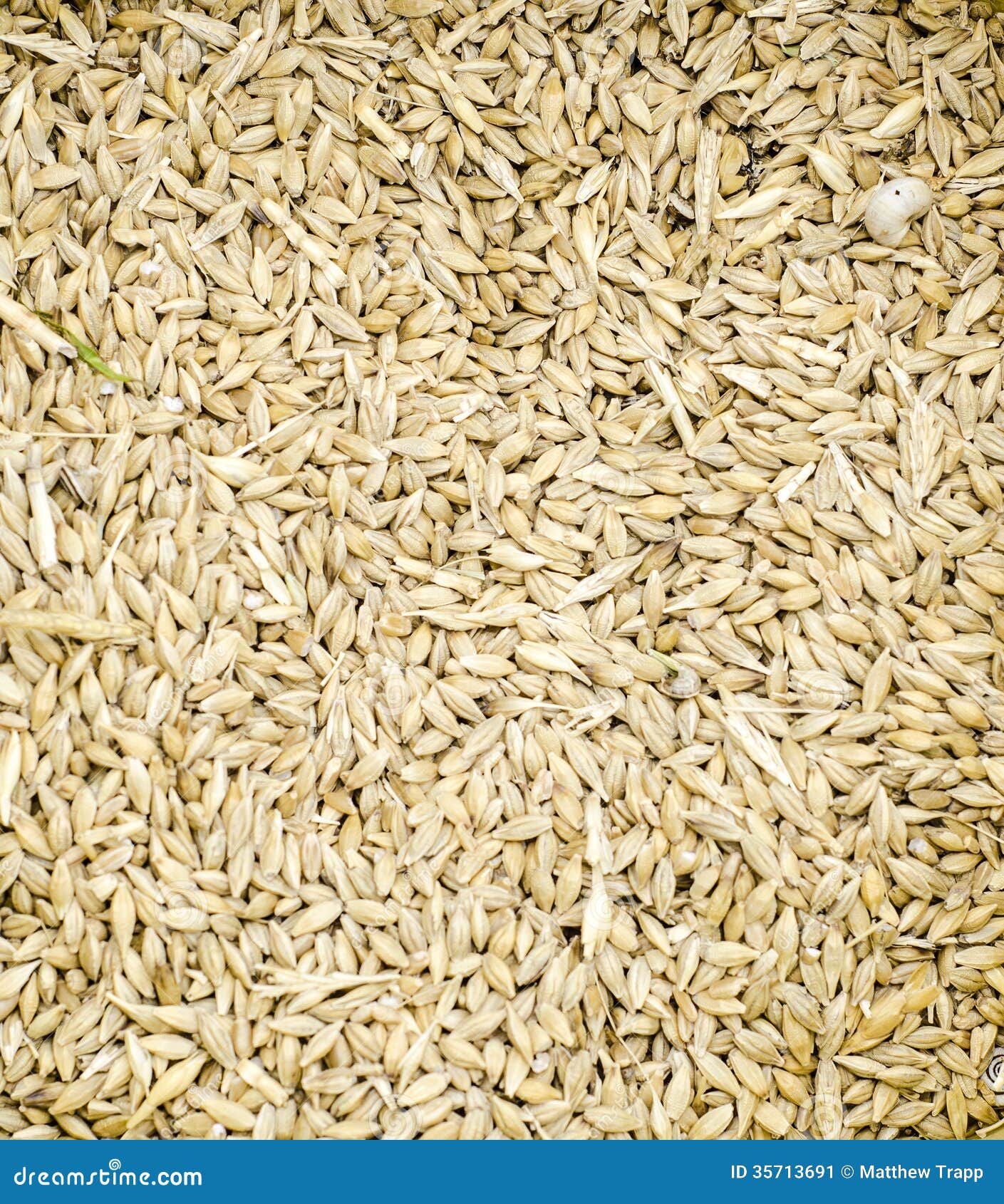 Close Up Chicken Feed Grain Stock Image - Image of closeup, macro: 35713691
