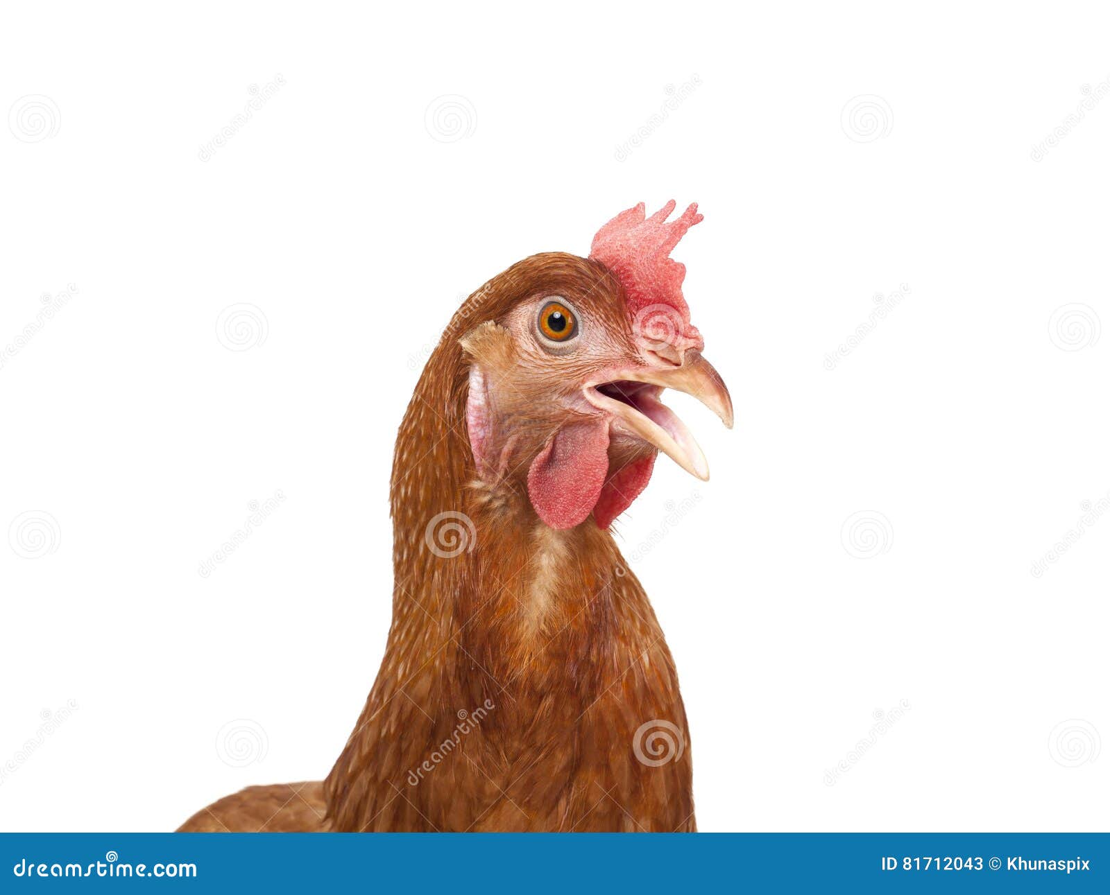 Close Up of Chicken Head Funny Acting Isolated White Background Stock ...