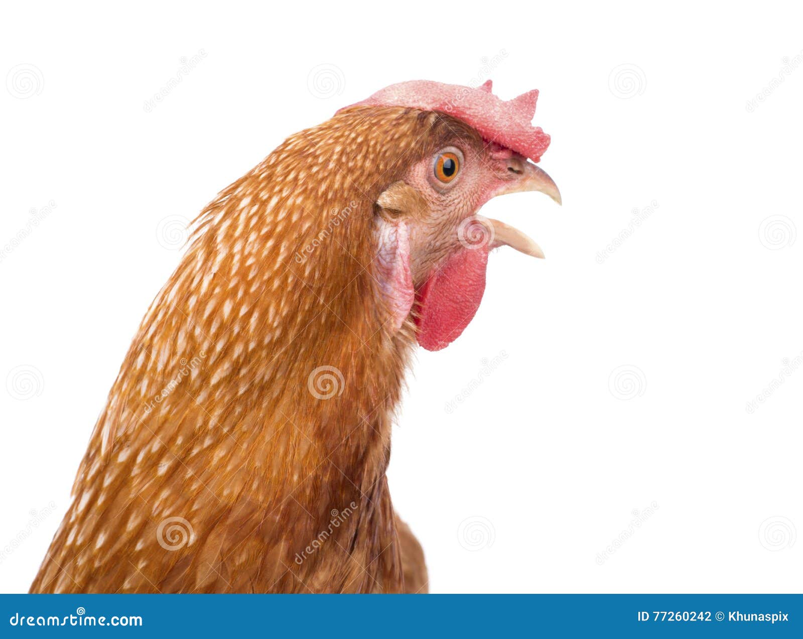 Close Up Chicken Head Isolated White Stock Photo - Image of domestic ...