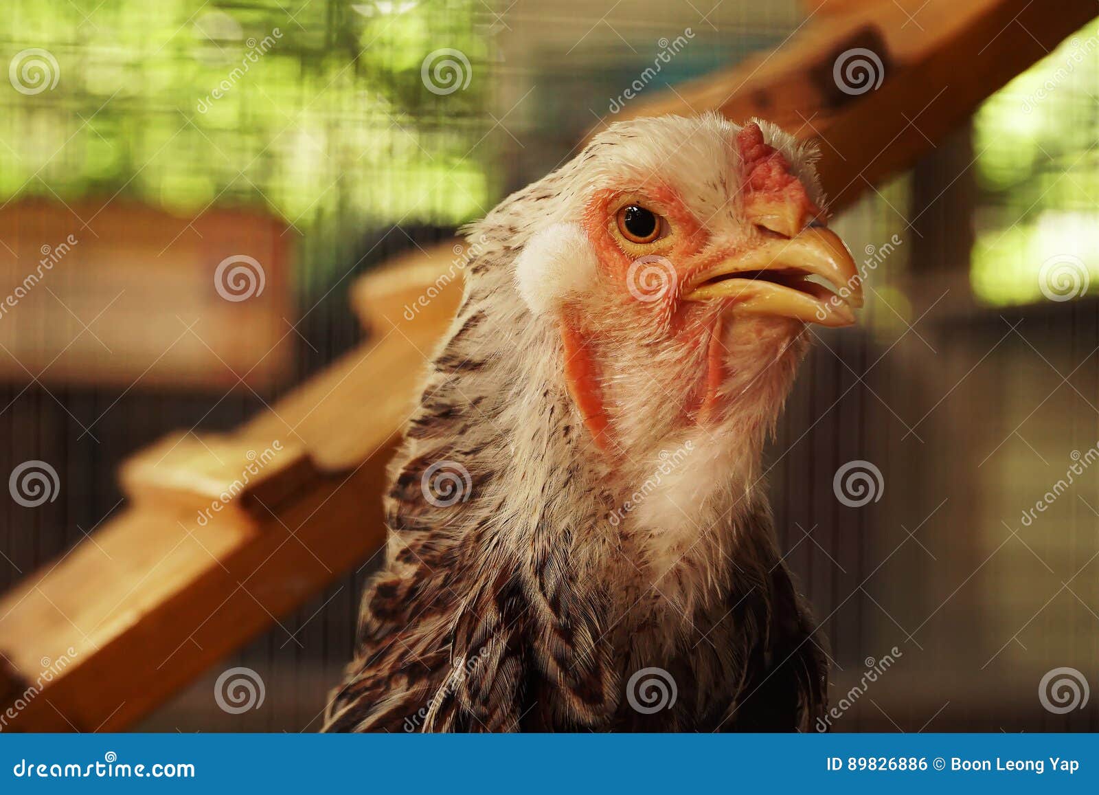Close up chicken head stock photo. Image of cockerel - 89826886