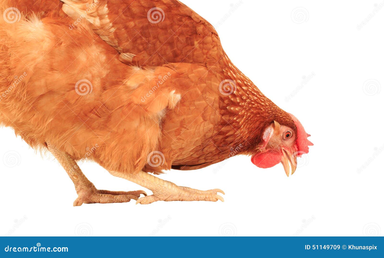 Close Up Chicken Hen Eating Something Isolated White Background Stock ...