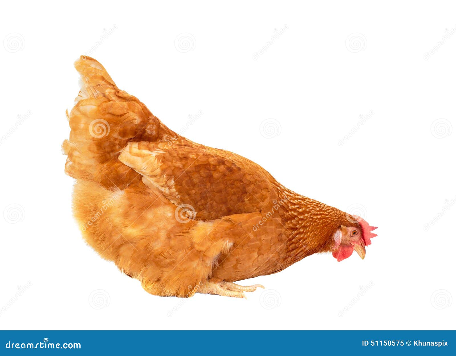 Close Up Chicken Hen Eating Something Isolated White Background Stock ...