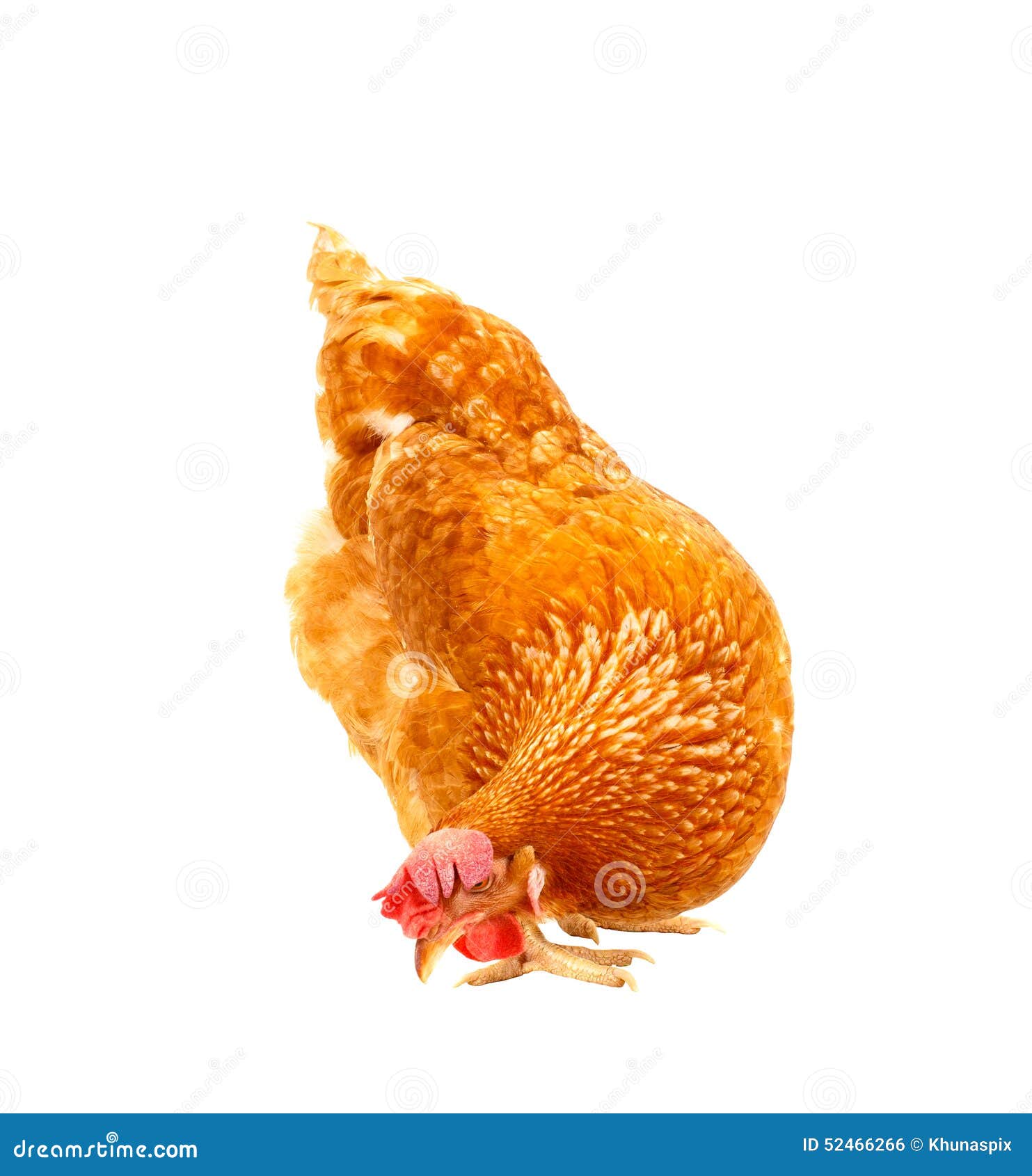 Close Up Chicken Hen Eating Something Isolated White Background Stock ...