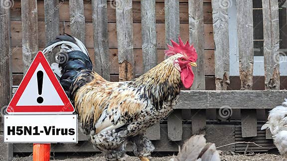 Close-up of Chicken, Sign H5N1 Concept of Poultry, Threat of Avian ... Close-up of Chicken, Sign H5N1 Concept of Poultry, Threat of Avian ...