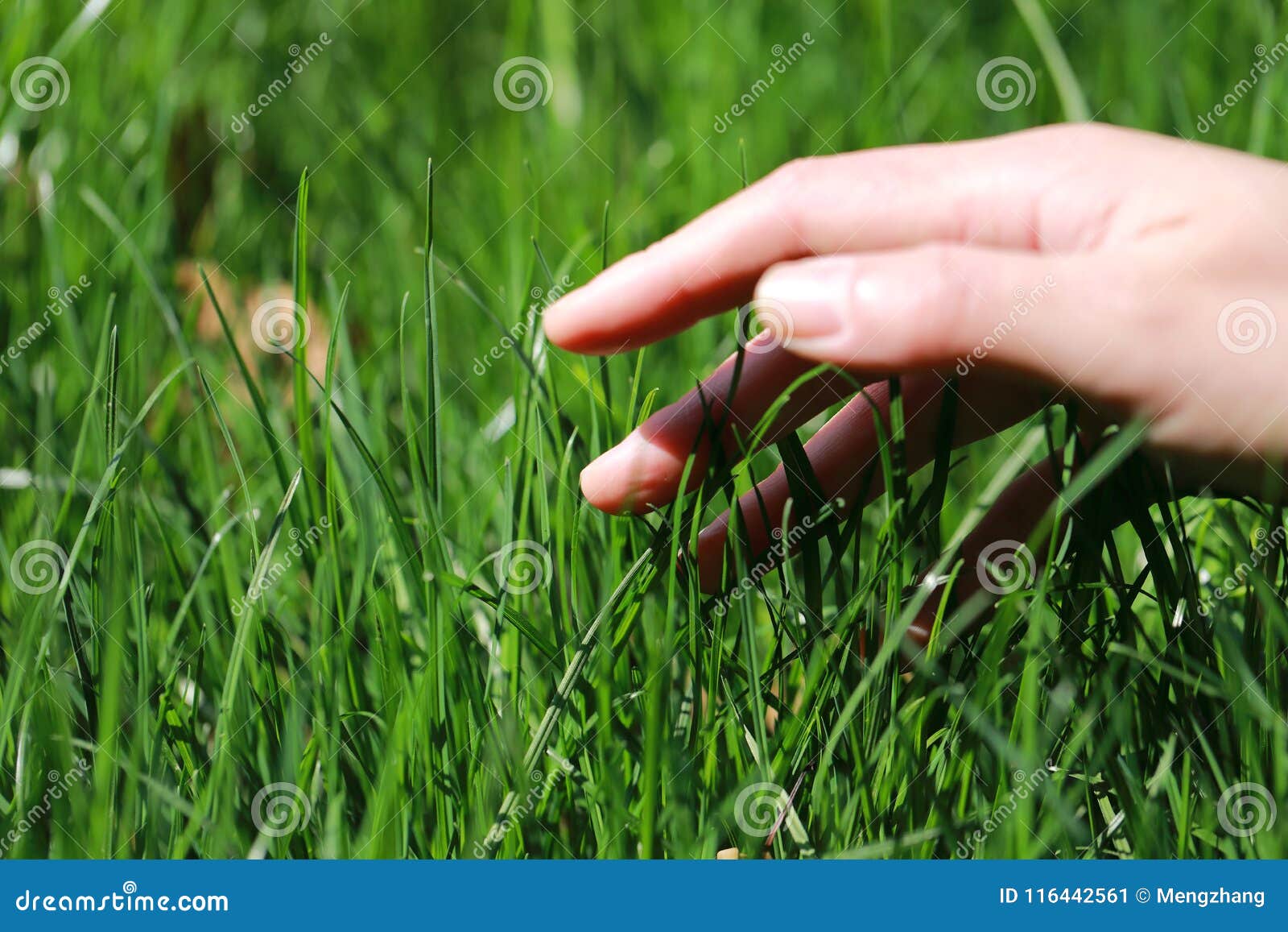 Hand on grass stock image. Image of gardening, human - 116442561