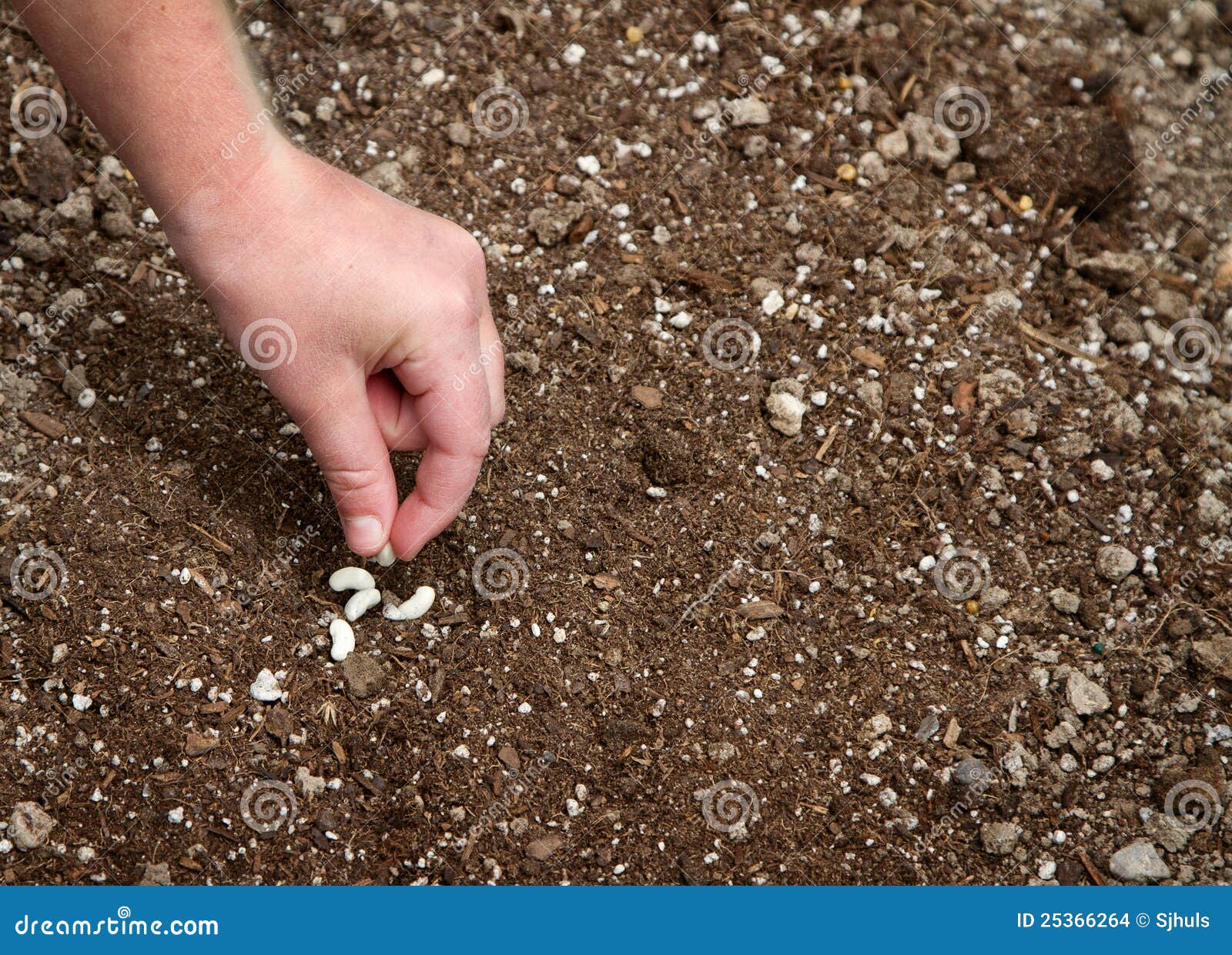 Close-up of Child Planting Seed Stock Photo - Image of seed, growth ...