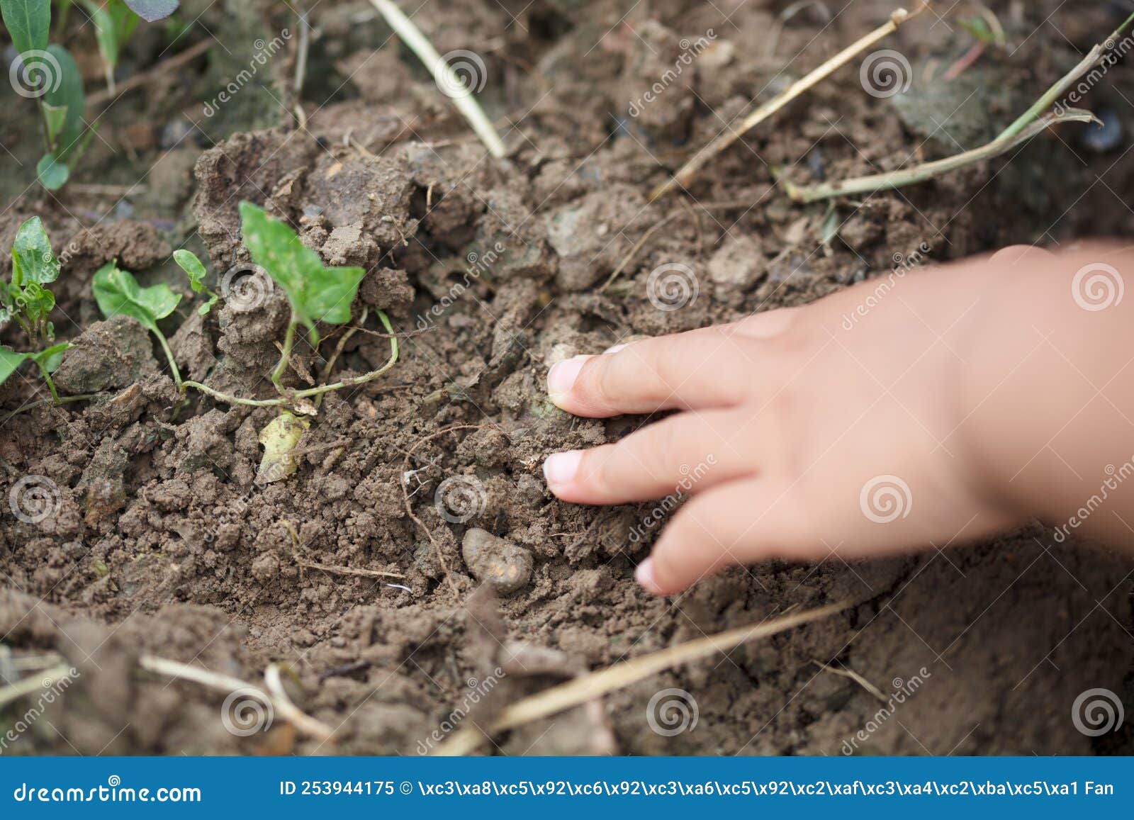 Close-up Child`s Hand Picking Dirt Stock Image - Image of nature, hands ...