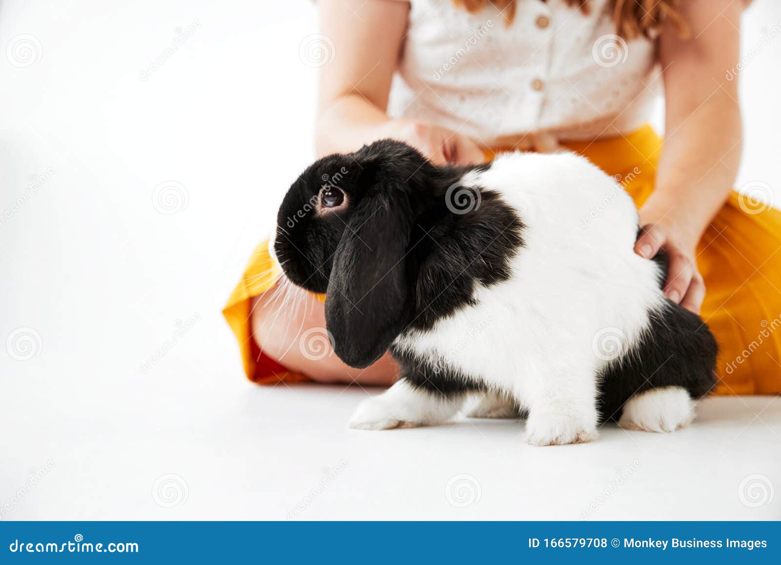 Close Up of Child Stroking Miniature Black and White Flop Eared Rabbit ...