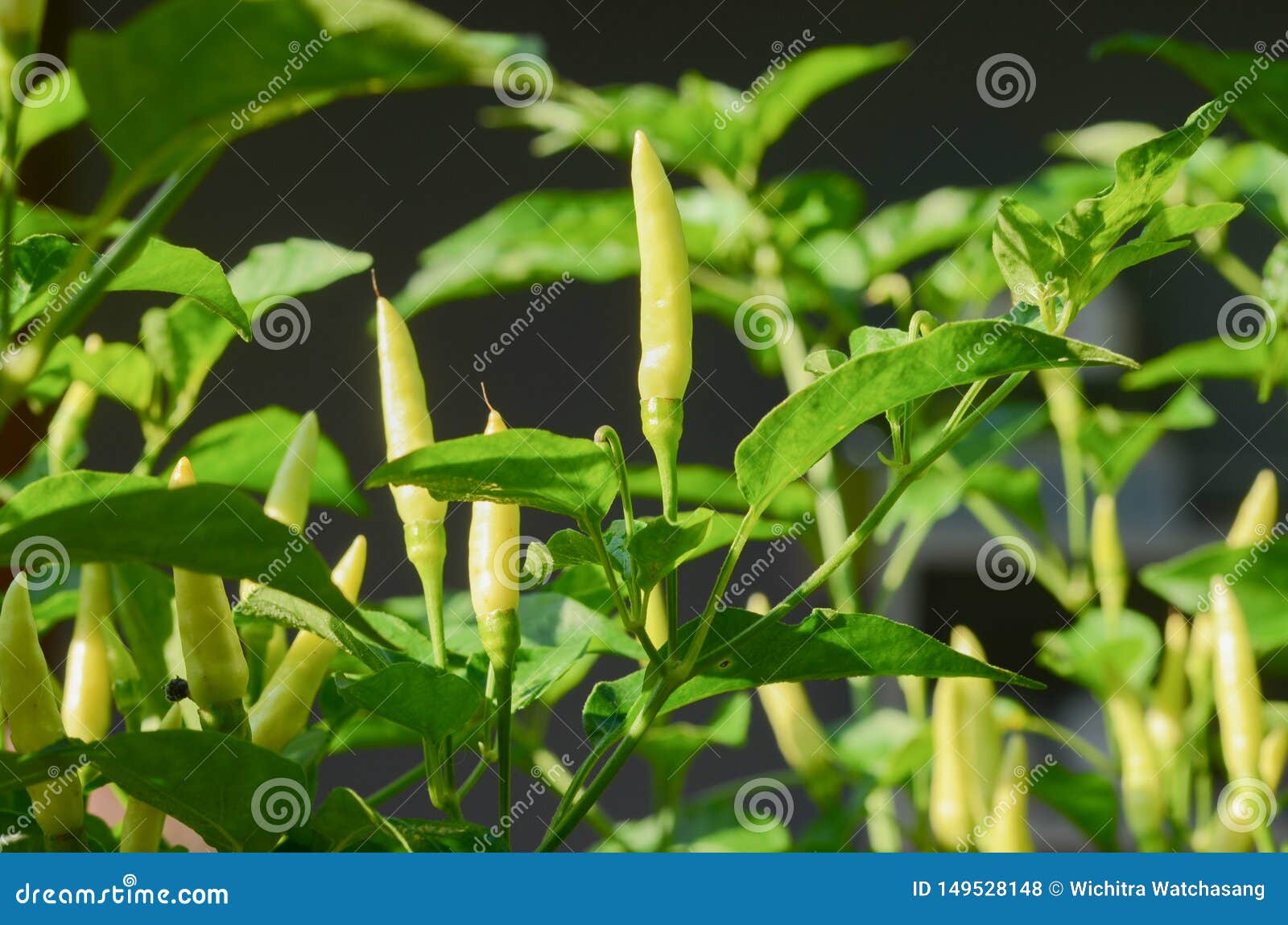 Close Up of Chilli with Green Leaves Background Stock Photo - Image of ...