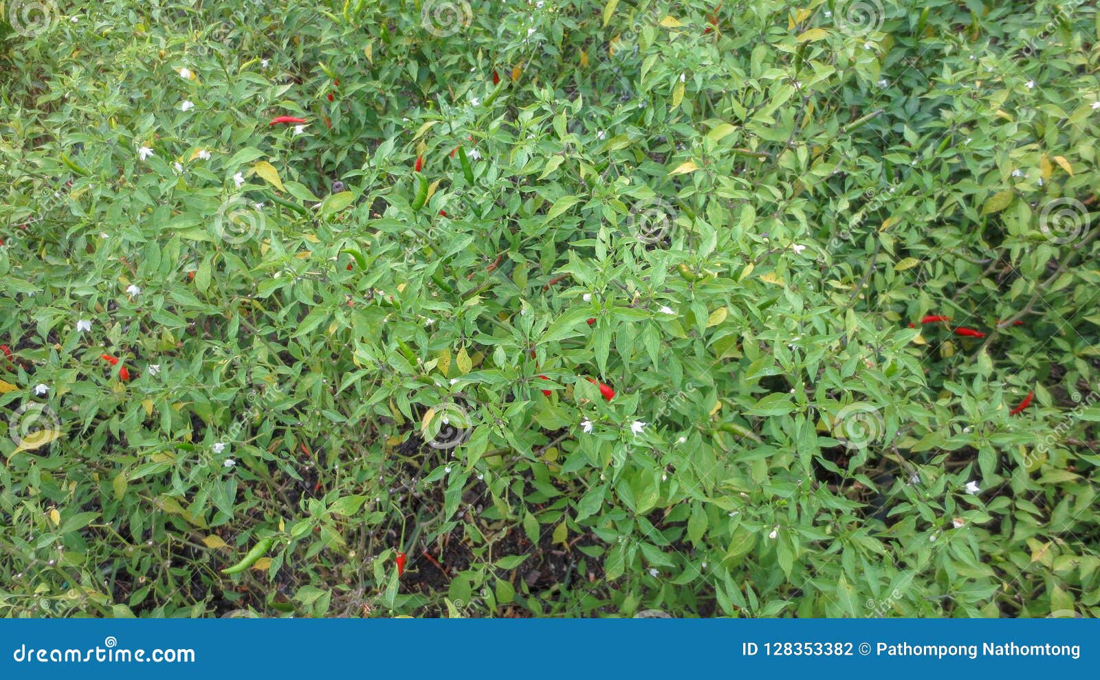 Chilli Plantation in the Garden Stock Photo - Image of garden, growing ...