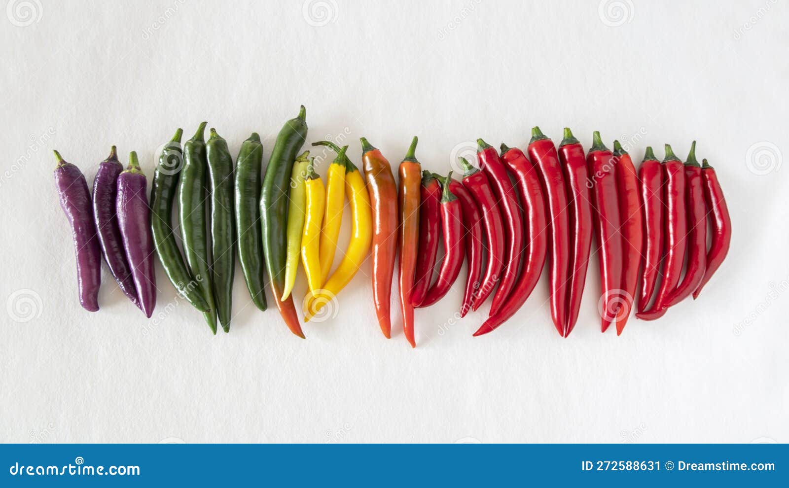 Close up of chillies stock image. Image of isolated - 272588631