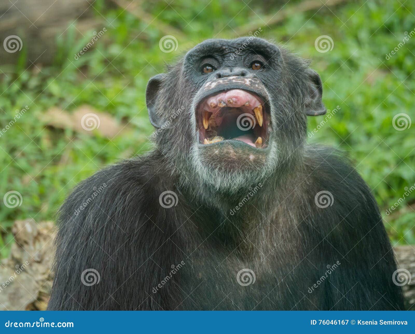 Close Up of a Chimpanzee Laughing Stock Image - Image of animal, apes ...