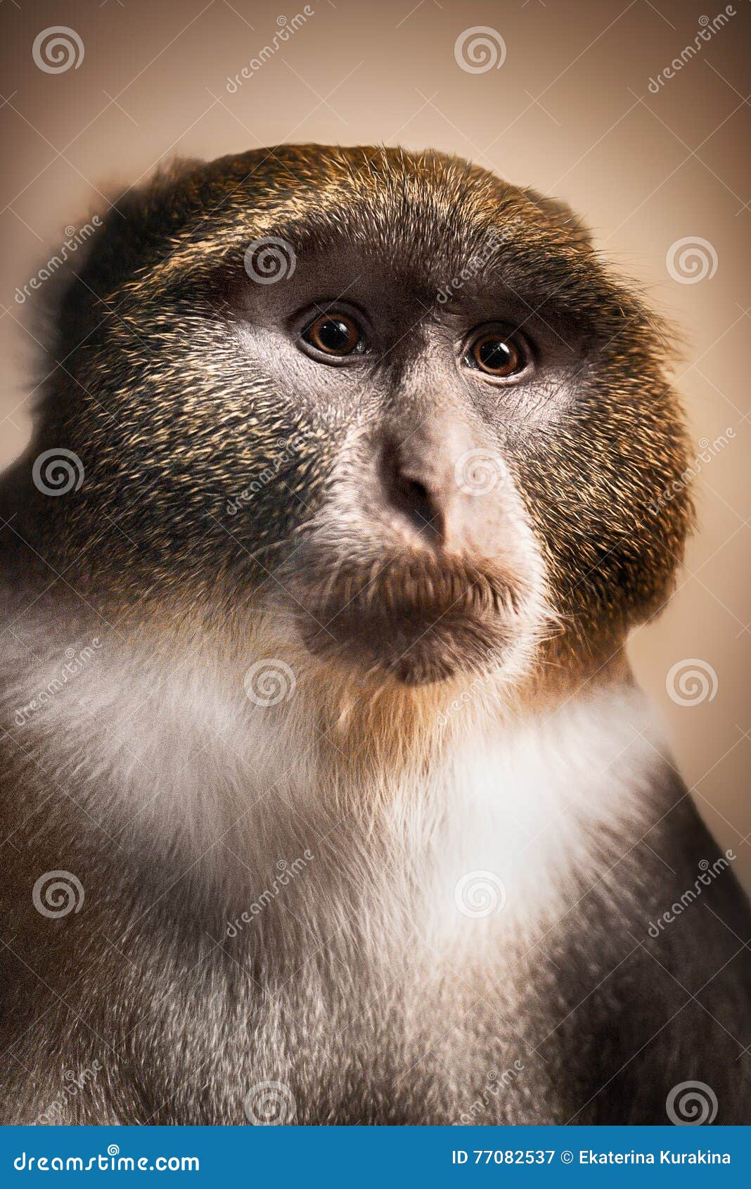 Close-up of a Chimpanzee Looking at the Camera Stock Image - Image of ...