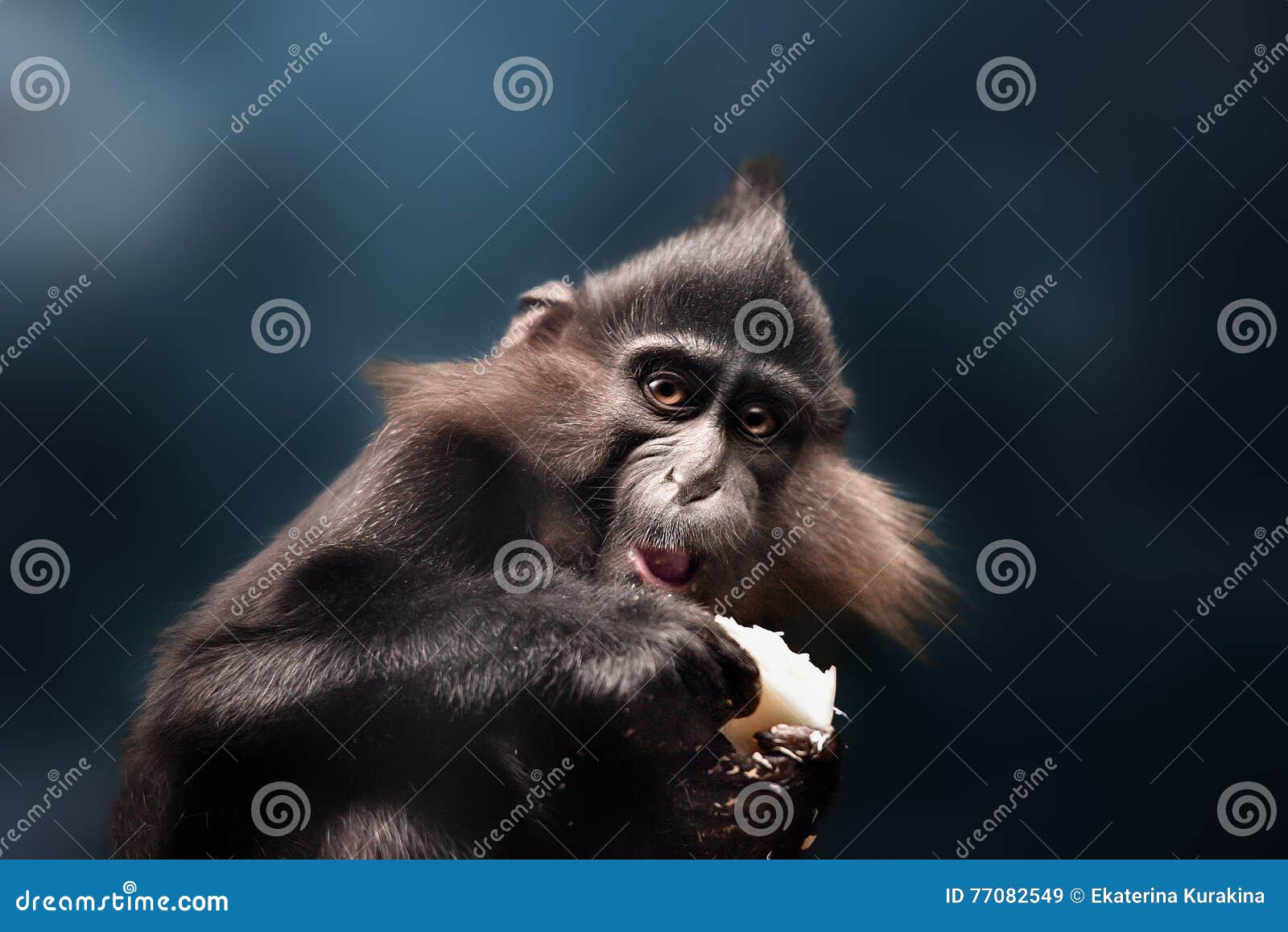 Close-up of a Chimpanzee Looking at the Camera Stock Image - Image of ...