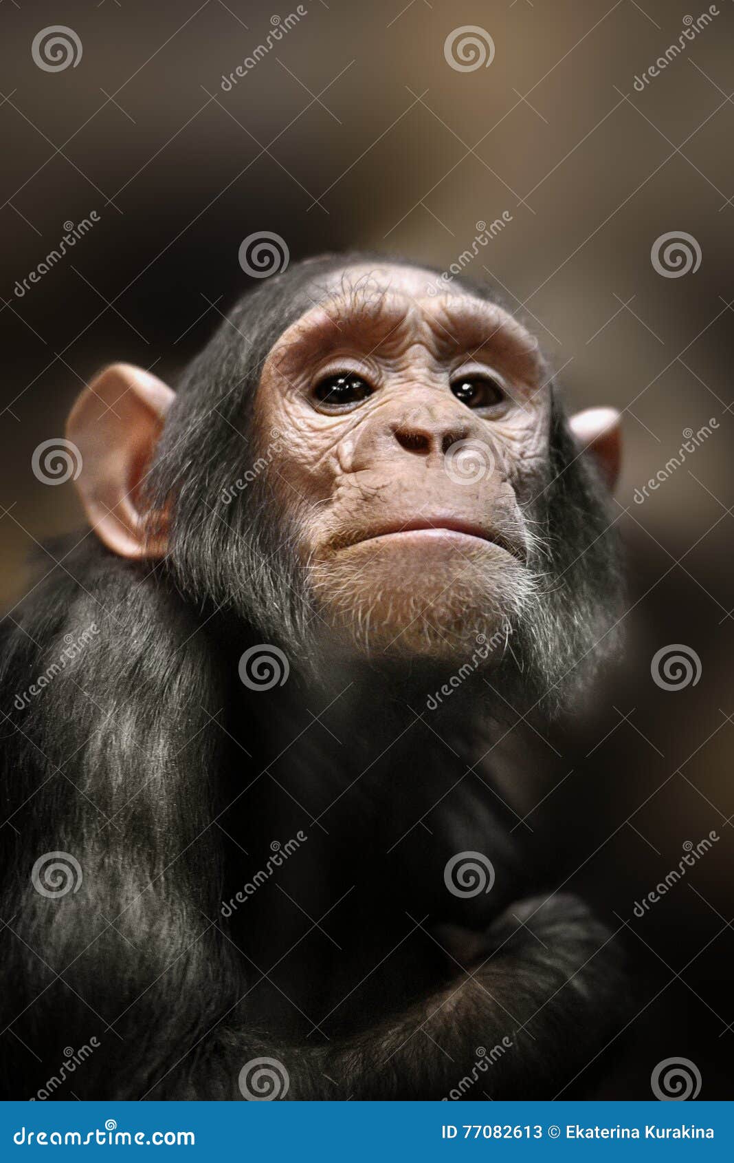 Close-up of a Chimpanzee Looking at the Camera Stock Image - Image of ...
