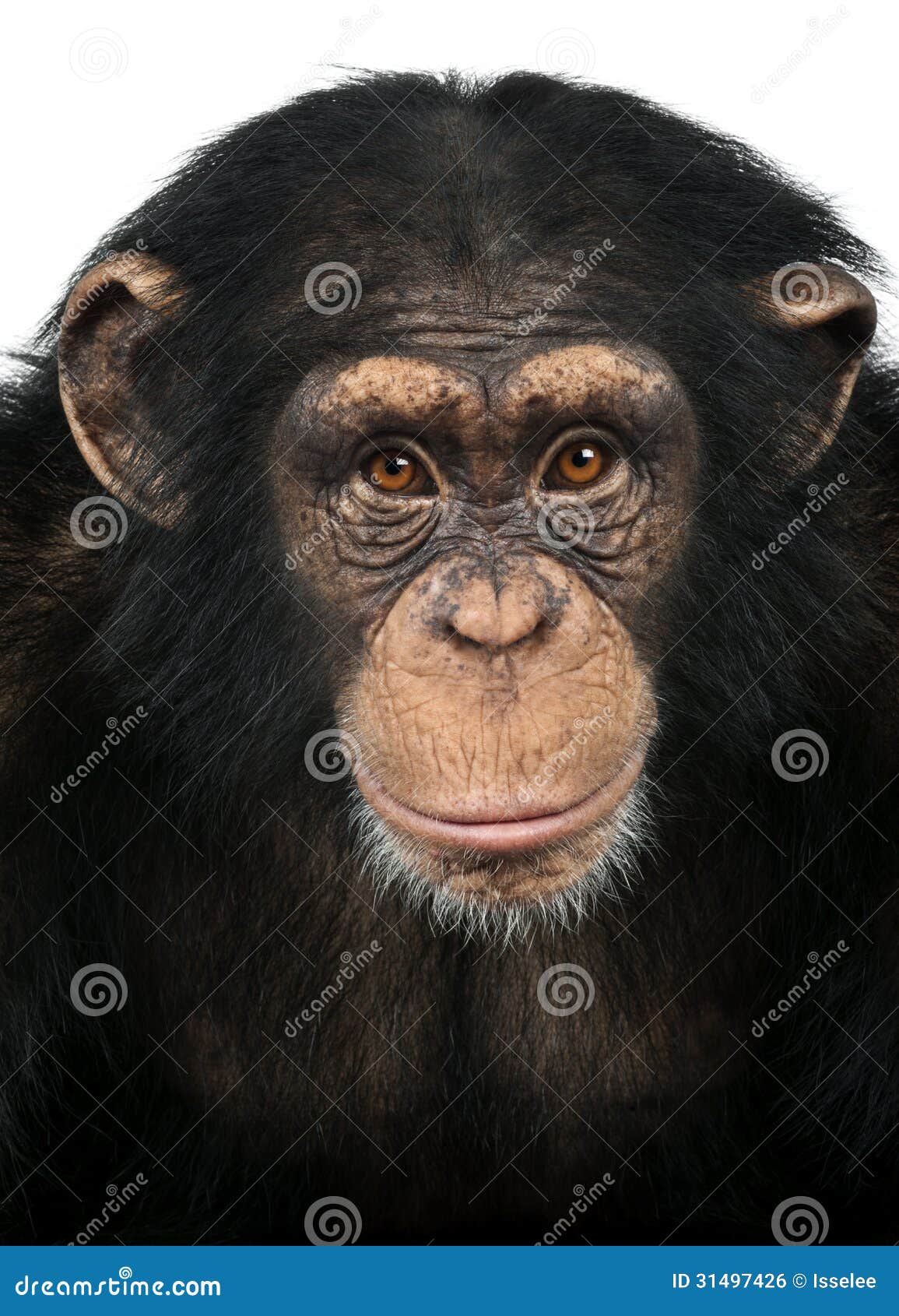481 Chimpanzee Looking Up Stock Photos - Free & Royalty-Free Stock ...