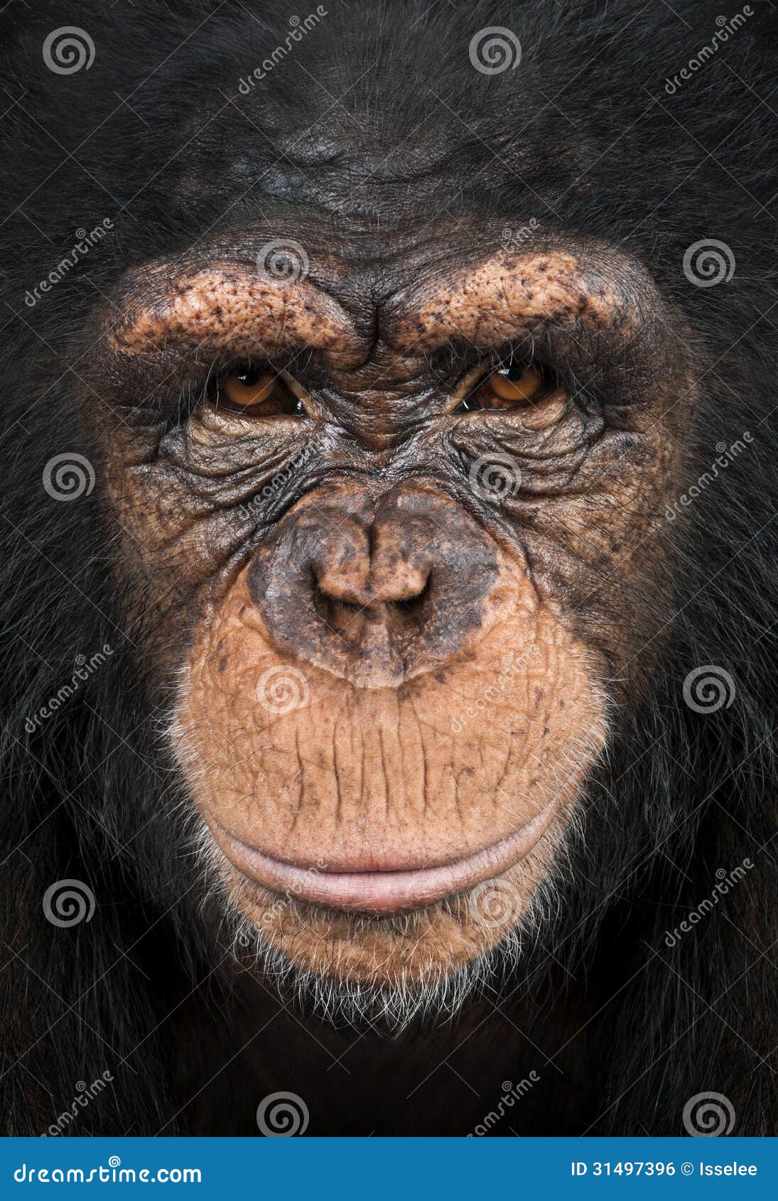 A Chimpanzee Pan Troglodytes In A Zoo Enclosure Stock Photo ...