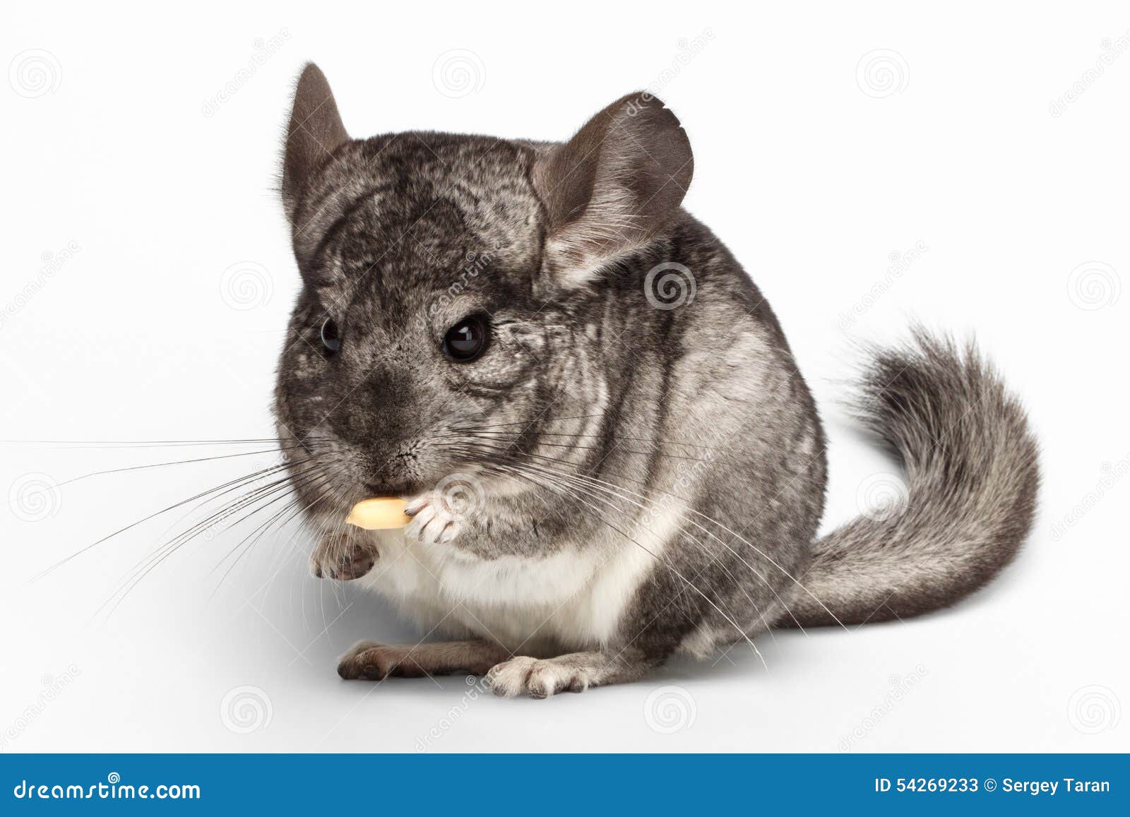 Close-up Chinchilla Eating Peanuts On White Stock Image | CartoonDealer ...