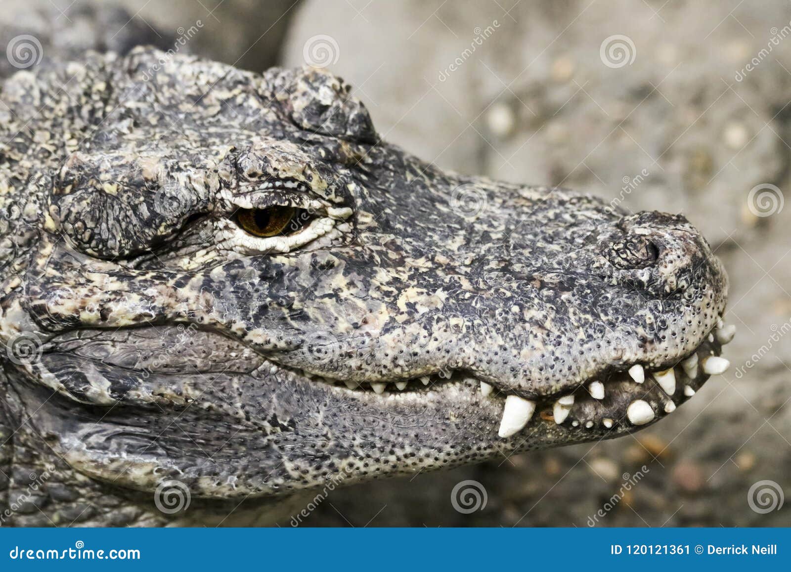 A Close Up of a Chinese Alligator, Alligator Sinensis Stock Image ...