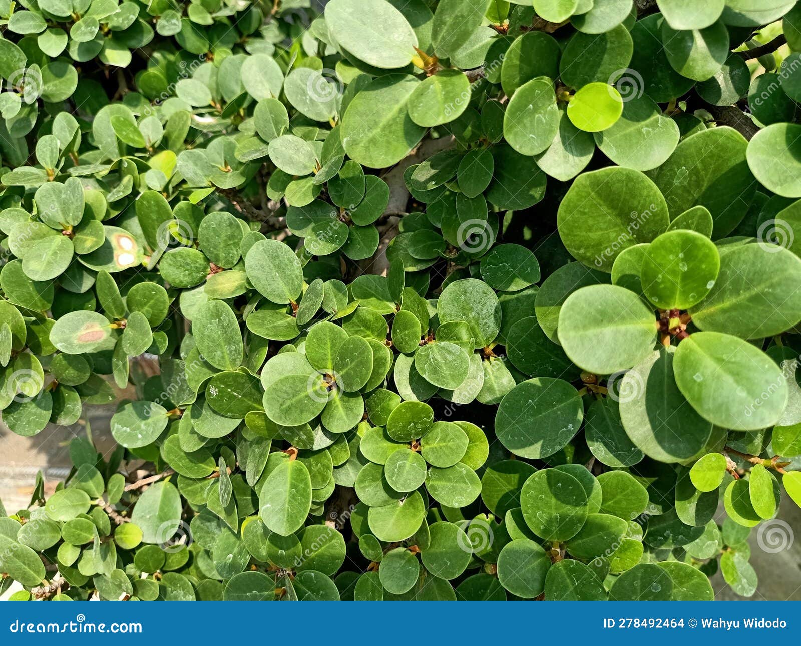 Close Up of Chinese Banyan Plant Stock Photo - Image of beautiful ...