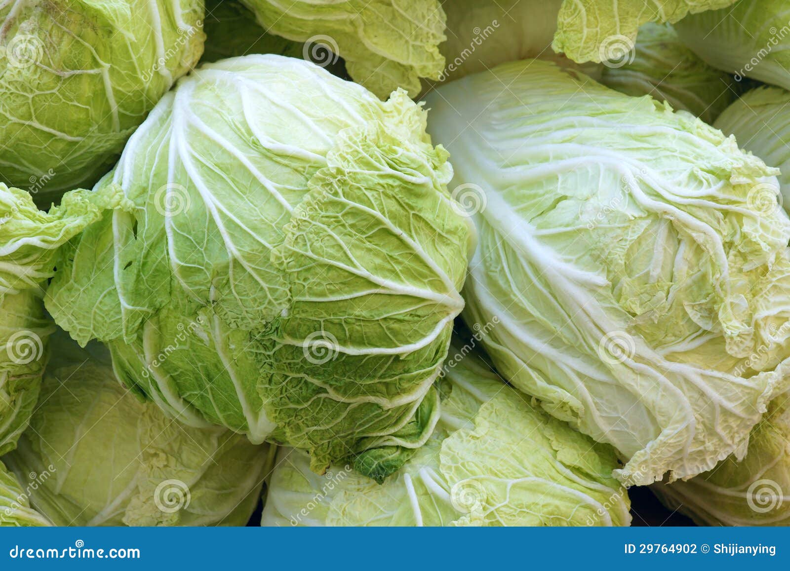 Chinese cabbage stock photo. Image of food, edible, green - 29764902