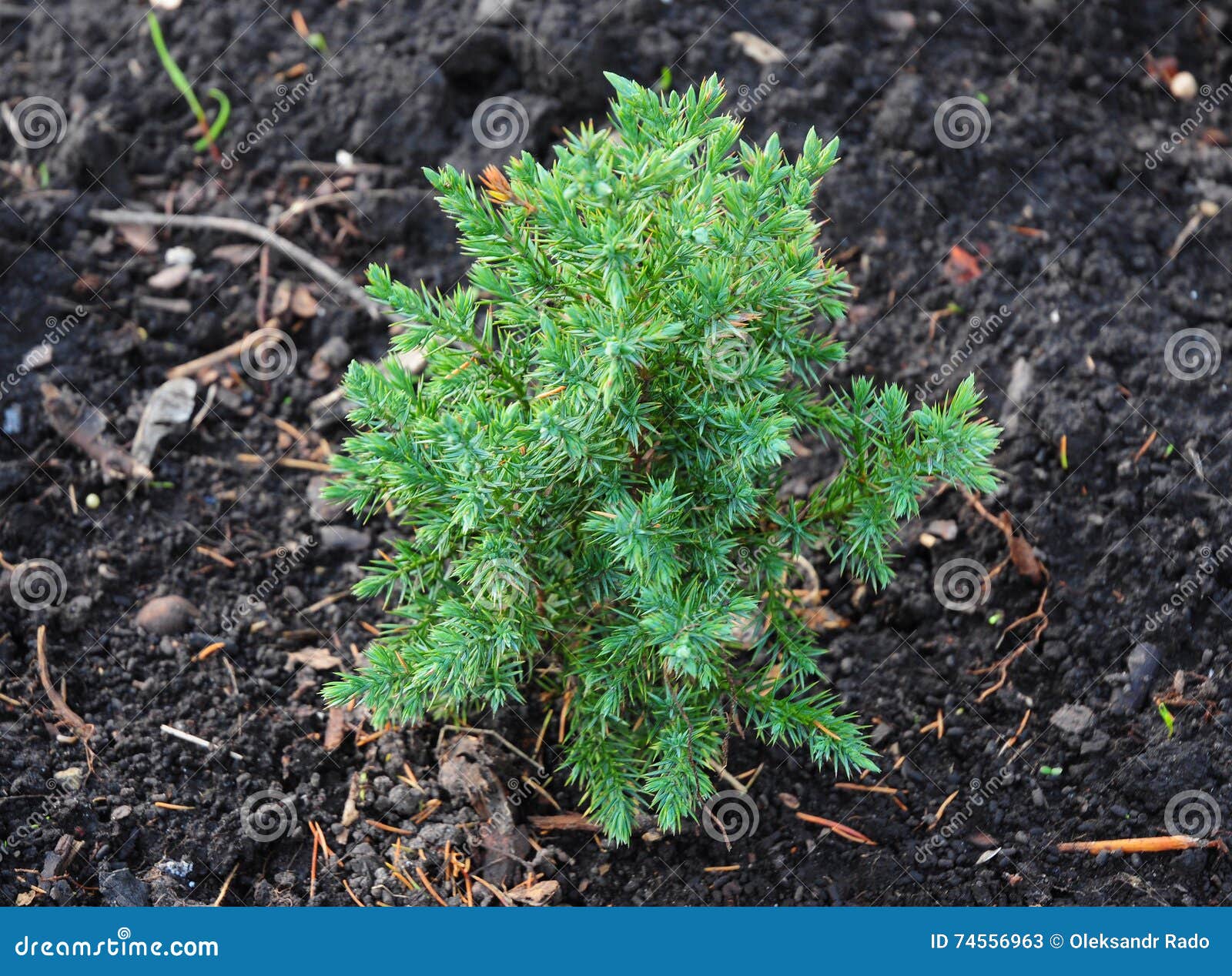 Close Up on Chinese Juniper. Juniperus Chinensis Stricta. Stock Image ...