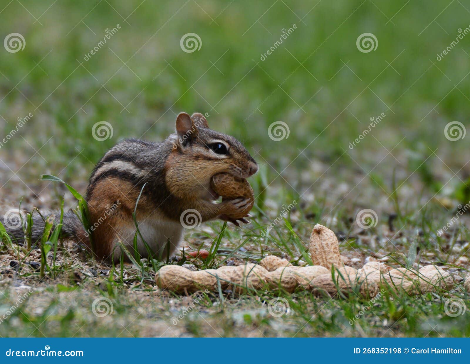 Close Up of a Chipmunk Eating Close Up of a Surprised Chipmunk Peanuts ...