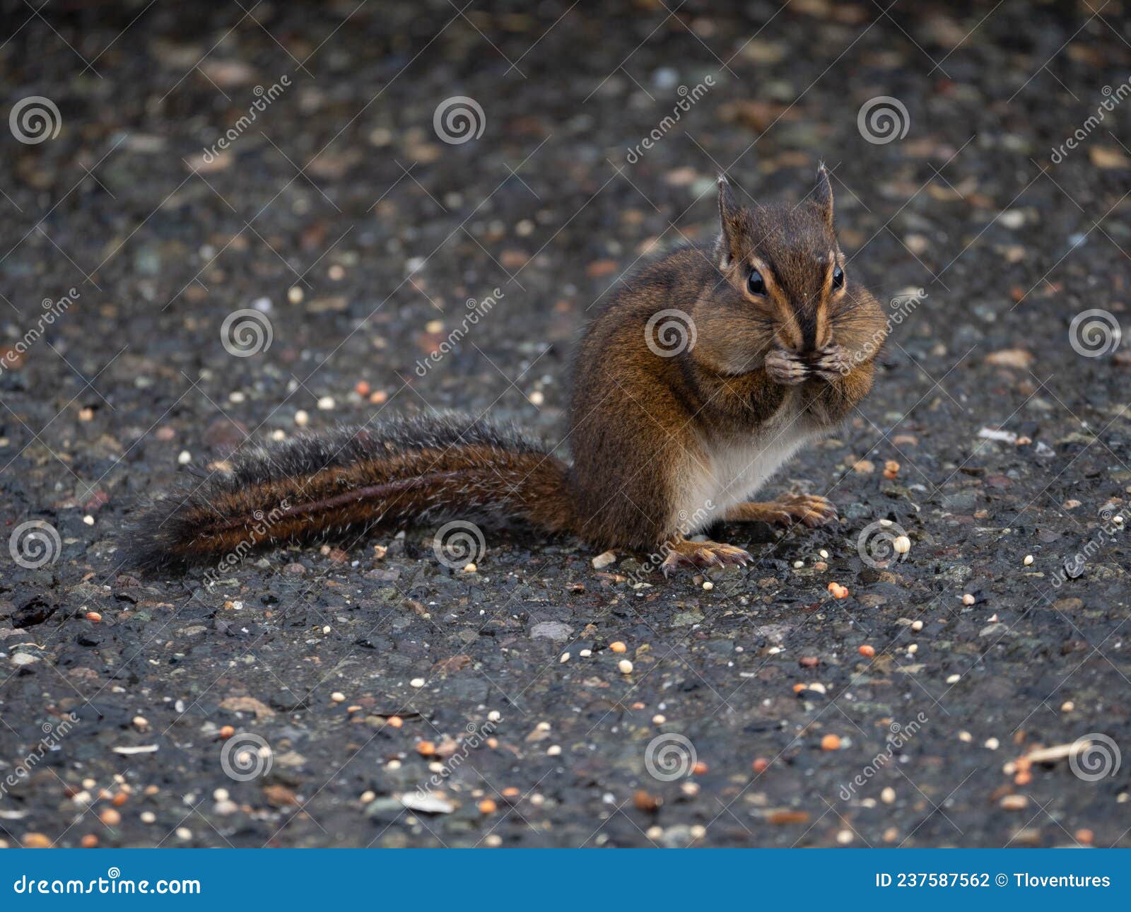 Close Up of Chipmunk with Food Stuffed in Cheeks Stock Photo - Image of ...