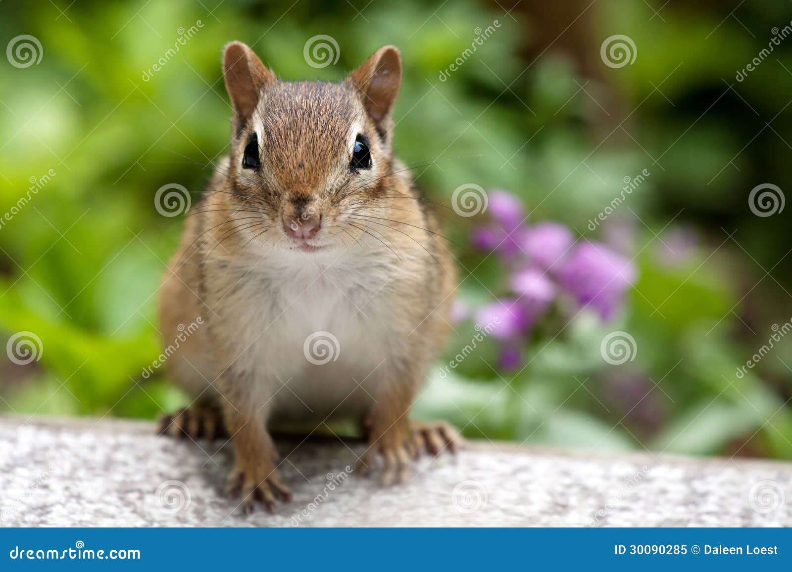 Eastern chipmunk stock image. Image of forest, canada - 30090285