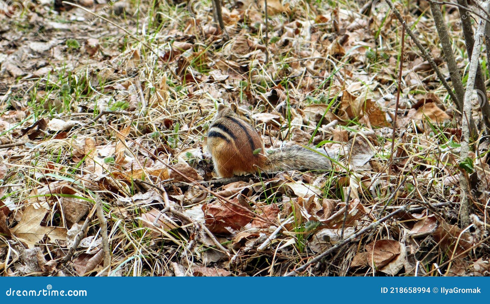 Close-up of a Chipmunk Sitting on the Ground. Stock Photo - Image of ...