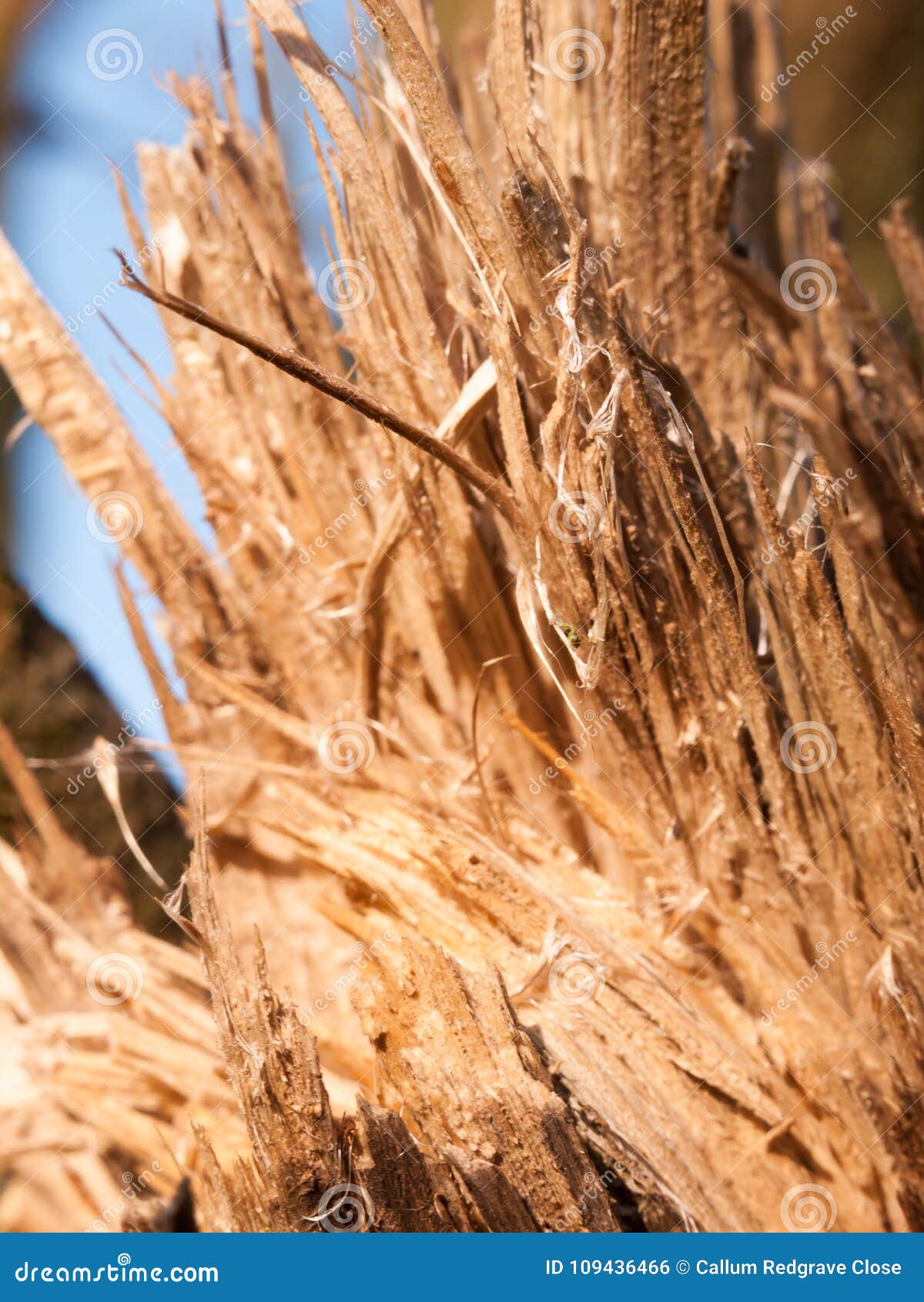 Close Up of Chipped Split Wooden Branch Texture Sharp Splinters Stock ...