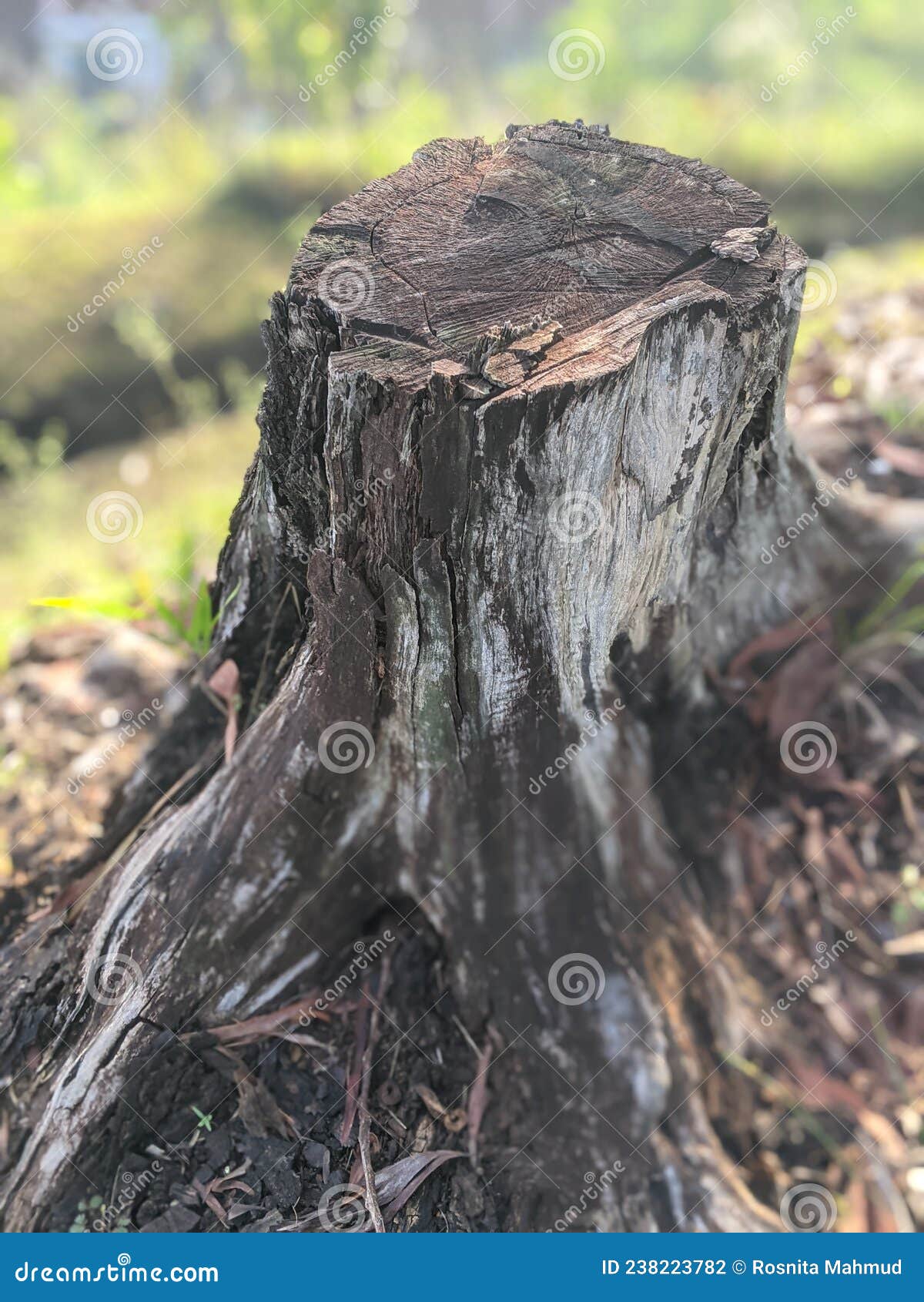 Close Up of Chopped Tree Trunk Stock Photo - Image of woodland, animal ...