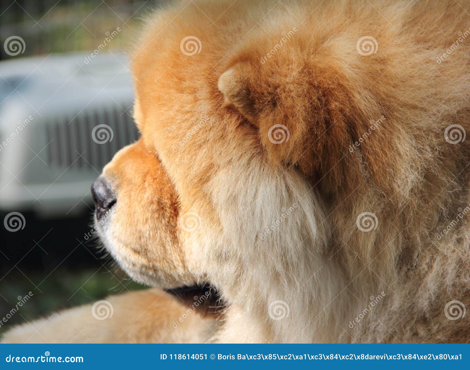 The Close Up of Chow Chow Head. Stock Image - Image of outdoors, mouth ...