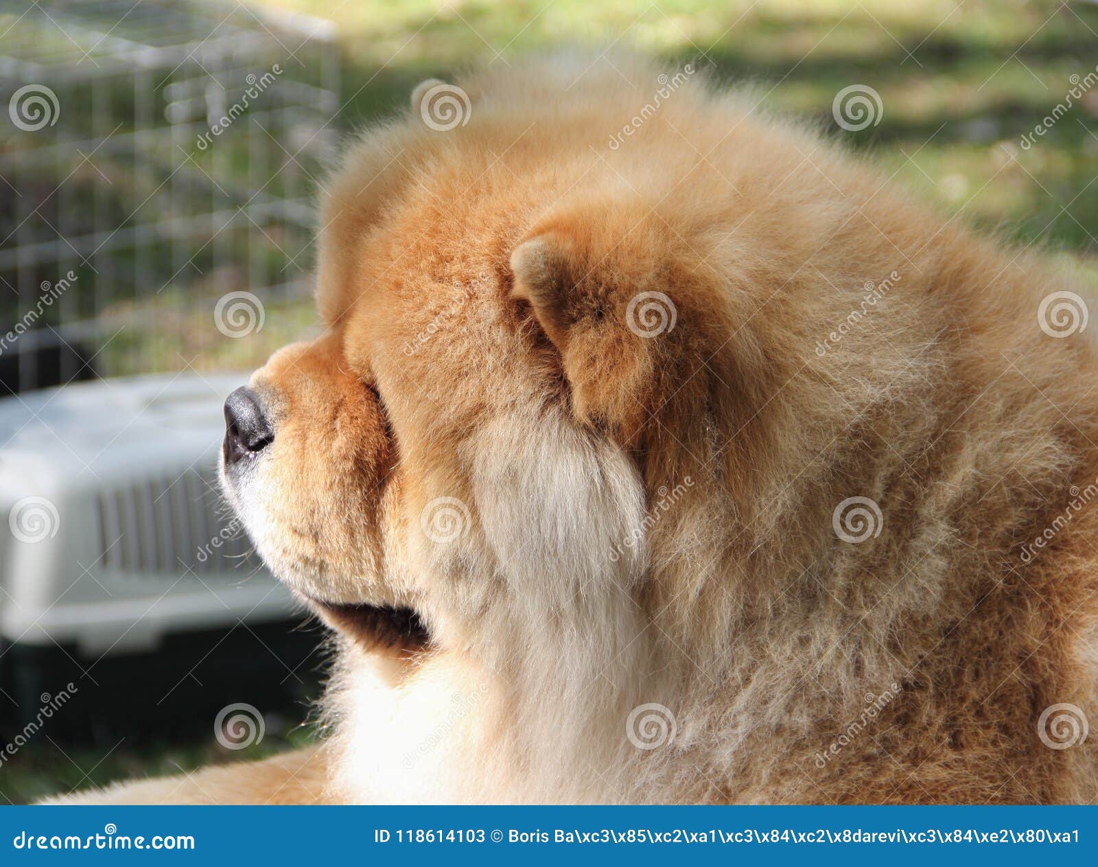 The Close Up of Chow Chow Head Profile. Stock Image - Image of doggy ...