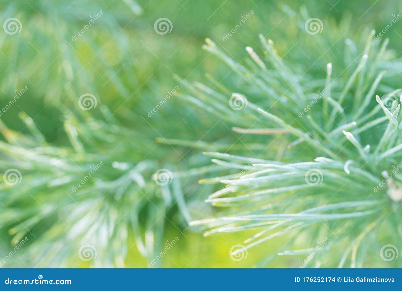 Close up of christas tree stock photo. Image of macro - 176252174