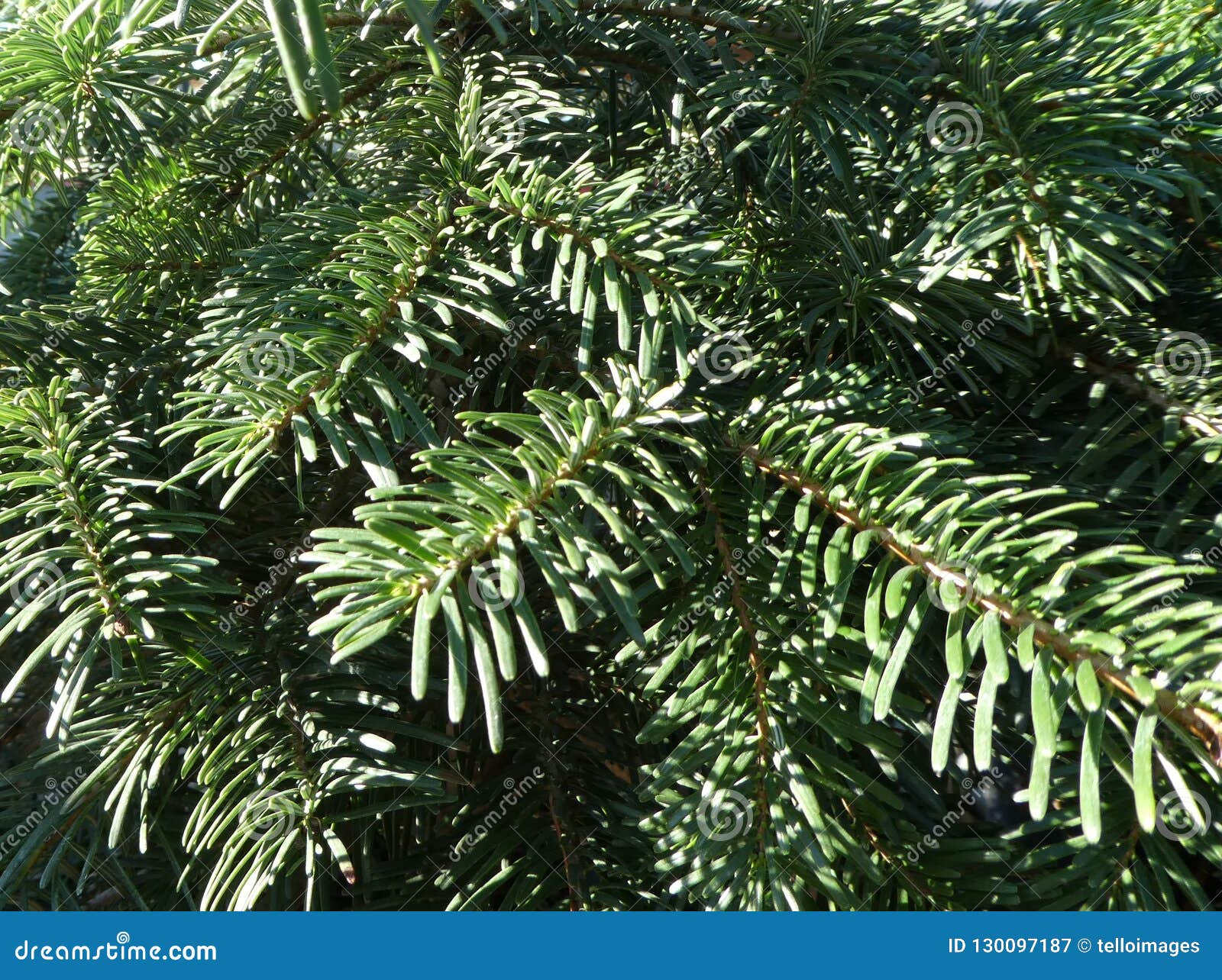 Close Up Green Christmas Fir Tree Branches Stock Image - Image of ...