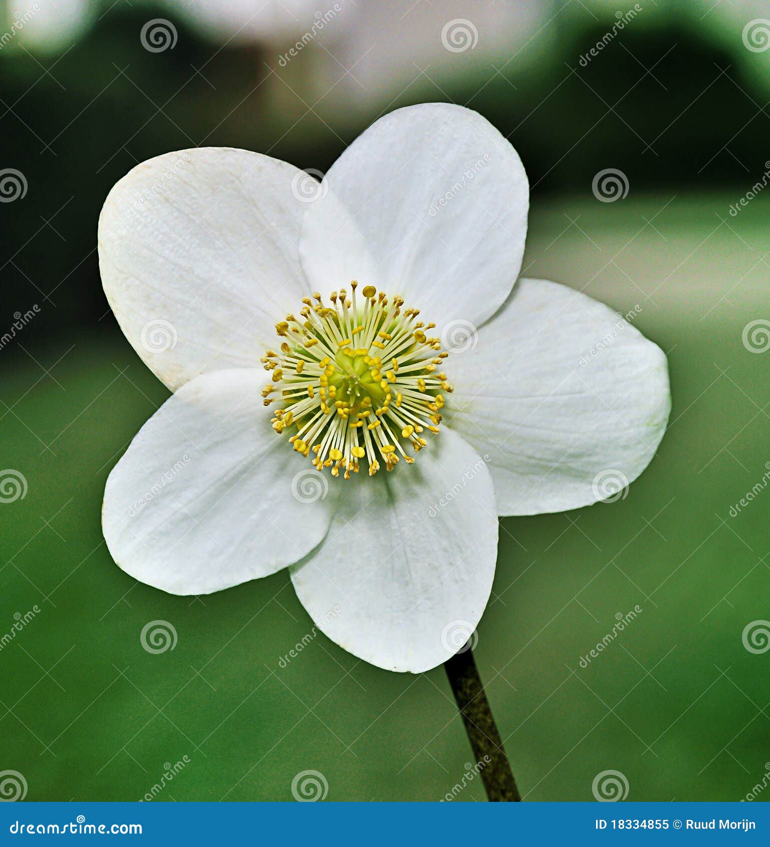 Close-up of a Christmas Rose or Black Hellebore - Stock Image - Image ...