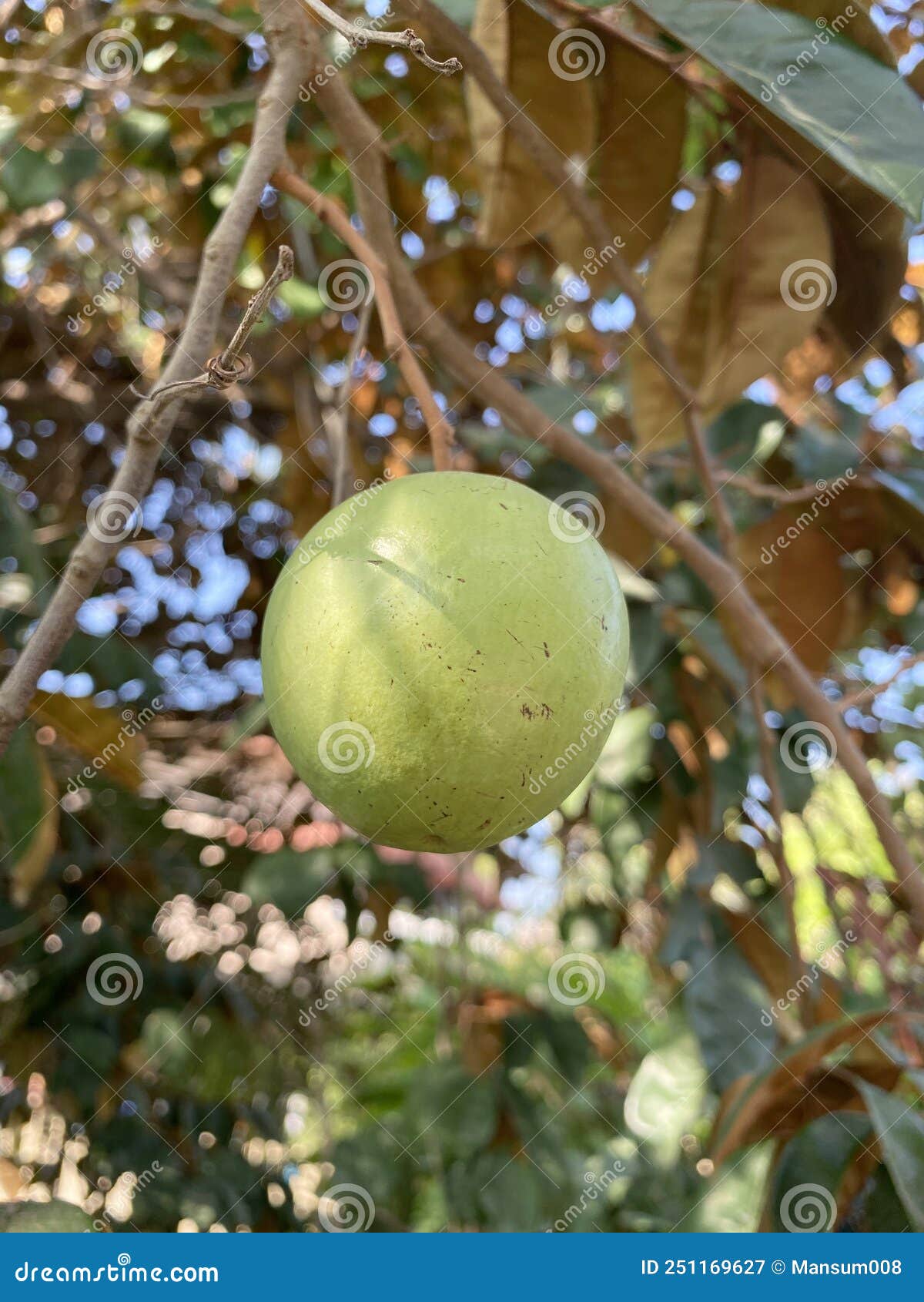 Chrysophyllum Cainito or Star Apple Hanging on Tree, Caimito Fruit ...
