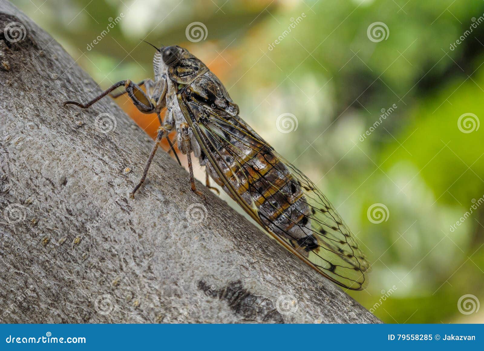 Close-up of a Cicada on a Branch Stock Image - Image of animal, europe ...