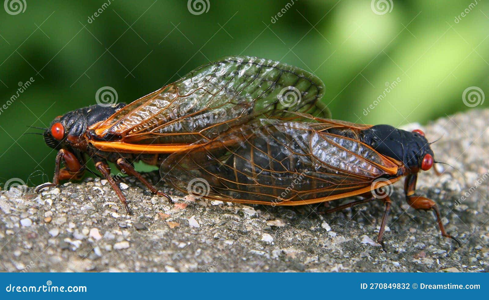 A Close Up of a Cicada Bug with Open Wings Stock Photo - Image of ...