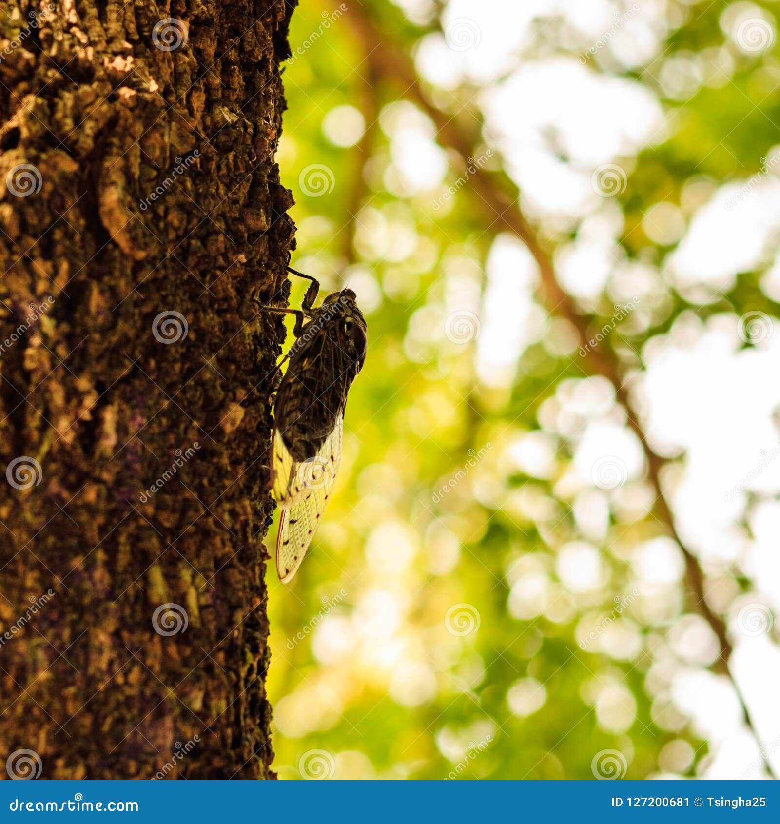 Cicada bug on the tree. stock image. Image of large - 127200681