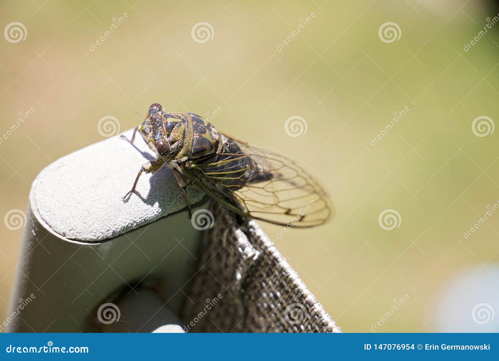 Close Up of Cicada stock photo. Image of insect, 7years - 147076954
