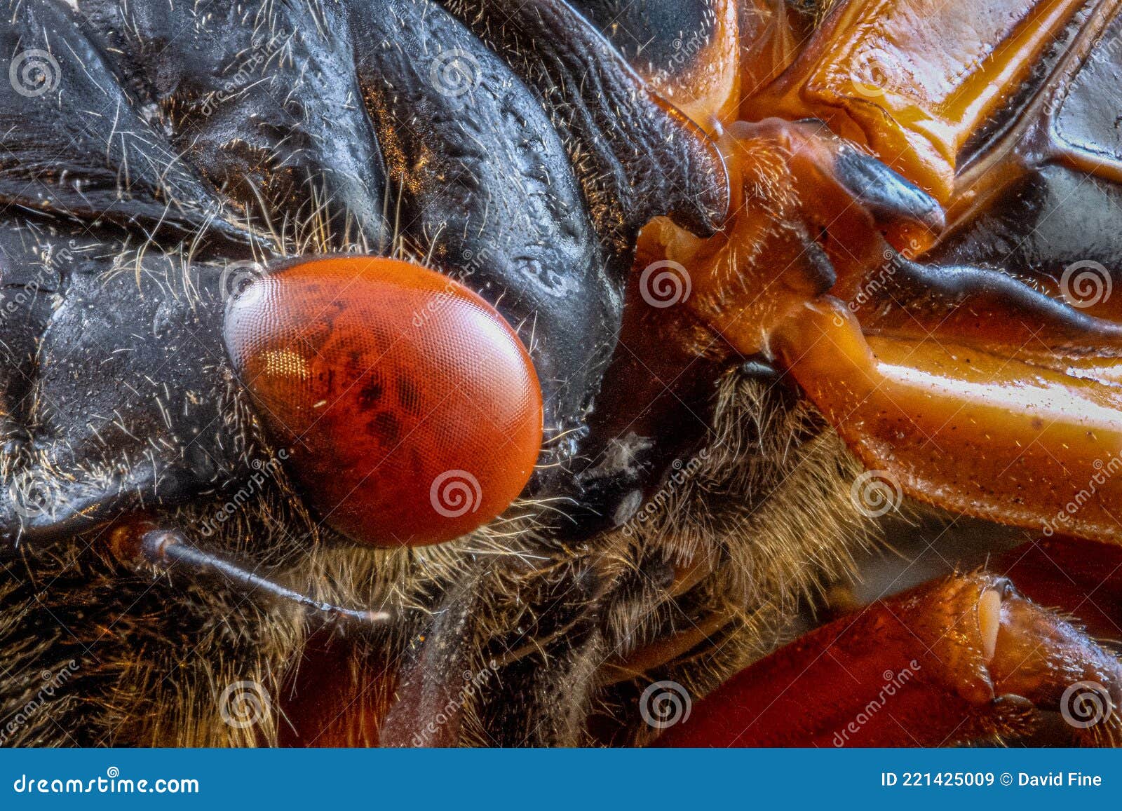 Close-up of Cicada Insect with Red Eyes Stock Image - Image of ...