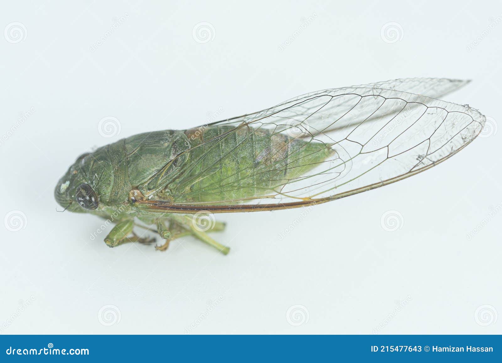 Close-up of the Cicada. Isolated Stock Image - Image of camouflage ...